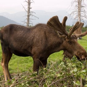 moose booking system - ACT BIG BUS - Alaska Cruise Transportation